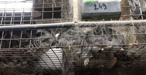 La Prima Indagine Negli Allevamenti Di Cincillà In Romania