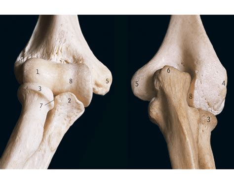 Right Humerus Radius And Ulna — Printable Worksheet