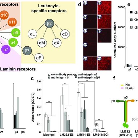 Characterization Of Integrins And Laminins Expressed In Hpscs A Download Scientific Diagram