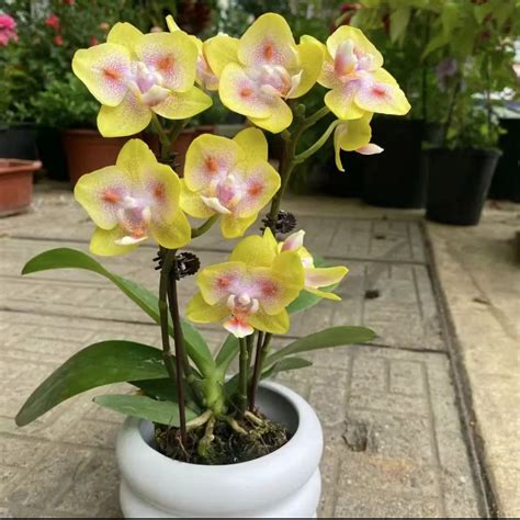 Is Spongebob Phalaenopsis Easy To Raise October 17 2025 Thenatureplanet