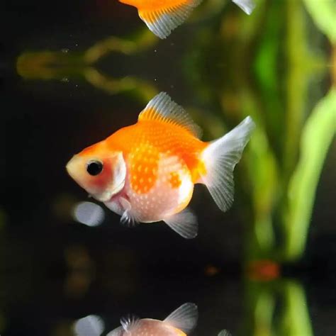 Pearlscale Goldfish Available Roxy Aquarium