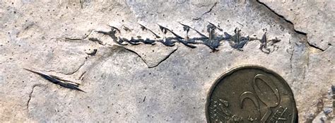 Unknown Fossil From Italy Fossil Id The Fossil Forum