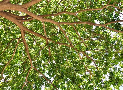 How Tree Limbs Can Wreck Your Shingles Grb Roofing