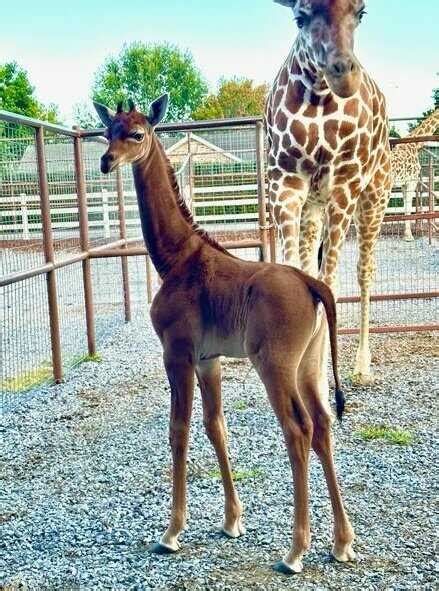 Rare Spotless Giraffe Has Gotten A Name Npr