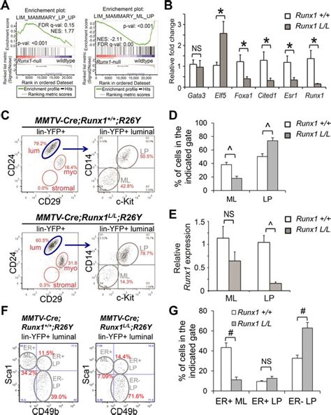 Runx1 A Transcription Factor Mutated In Breast Cancer Controls The