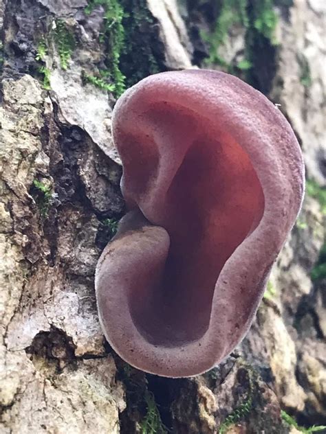 Wood Ear Mushrooms Benefits Top 5 Wood Ear Mushroom Benefits Huay