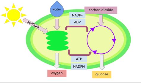 Calvin Cycle Dark Reaction — Equation And Steps Expii