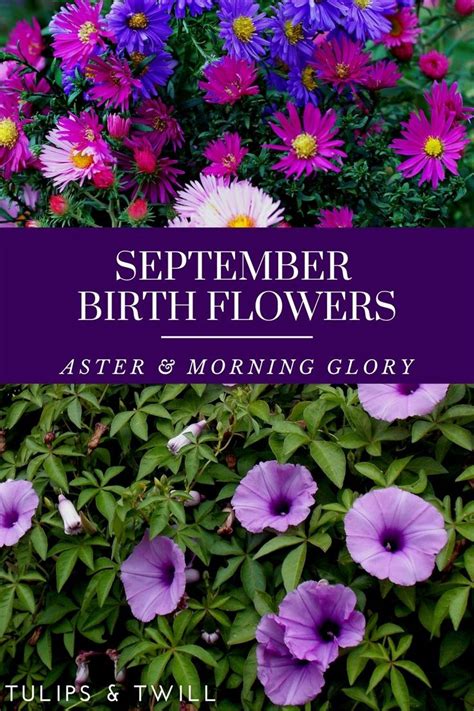 September Flower Of The Month Morning Glory