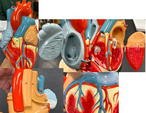 Heart Model Diagram Quizlet