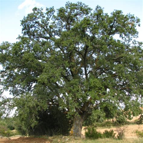 Portuguese Oak Quercus Faginea Plant Care And How To Grow Water