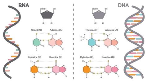 135 Dna Rna Base Pairing Stock Vectors And Vector Art Shutterstock