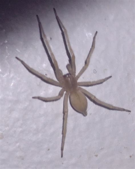 What Is This Spider Rspiders