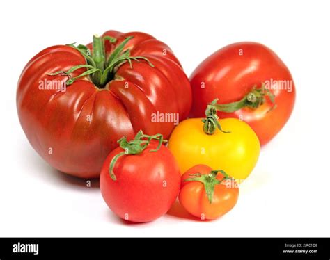 Solanaceae Yellow Tomatoes Cut Out Stock Images And Pictures Alamy