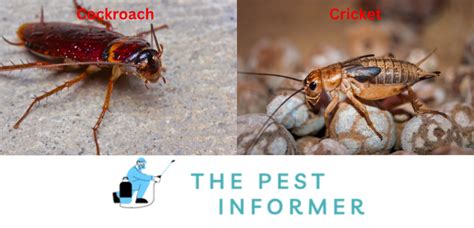 7 Bugs That Look Like Cockroaches From A Pest Control Technician