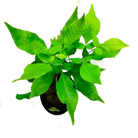 Senecio Bilva Patrabel Pathar Fruitbael Bili Patraaegle Marmelosbengal Quincegolden Stone