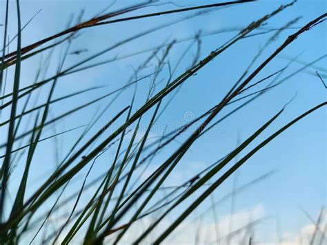 Paddy Grass Plants Stock Image Image Of Paddy Beautiful 311659431
