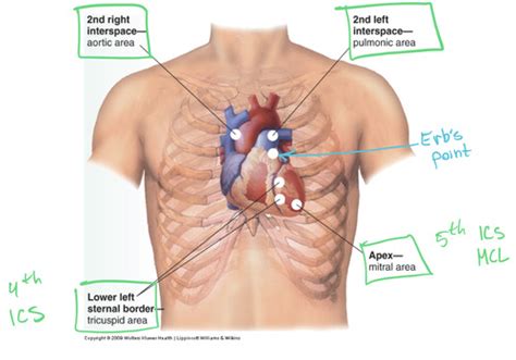 Heart Flashcards Quizlet
