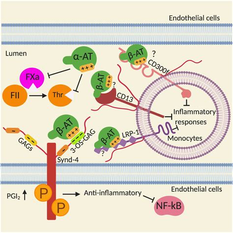 Antithrombin An Anticoagulant Anti Inflammatory And Anti Bacterial