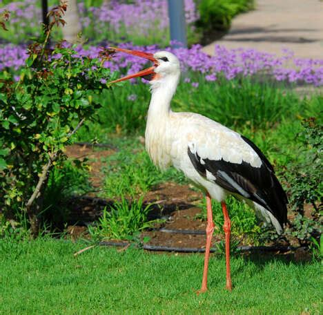 White Stork Encyclopedia Of Life