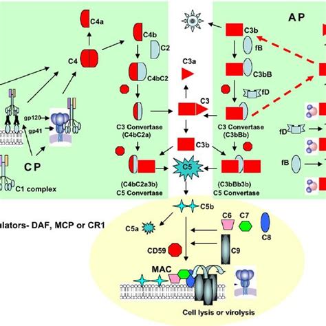 Diagrammatic Representation Of The Cross Talk Between Hiv 1 And