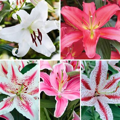 Lilijas Austrumu Izlase Nr 1 50gab Dārziem