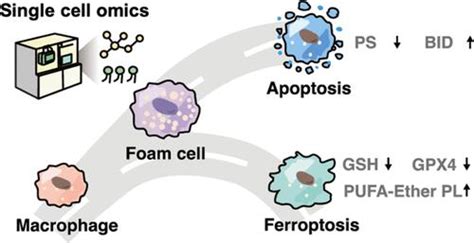 Single Cell Time Resolved Metabolomics And Lipidomics Reveal Apoptotic