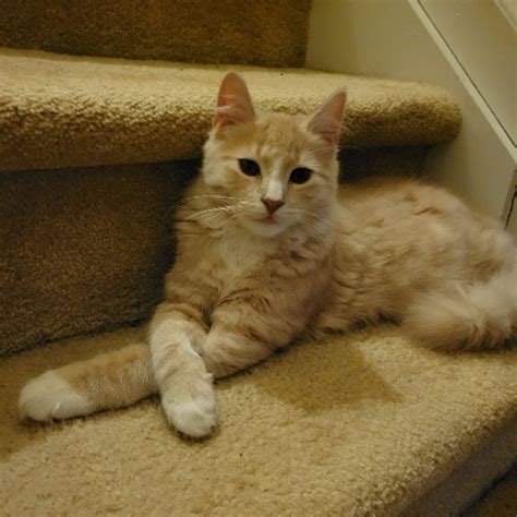 Maine Coon Mix Cat Breed The Cutest Maine Coon Mix Photos
