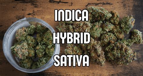 Indica Vs Sativa Vs Hybrid Bulkweedinbox
