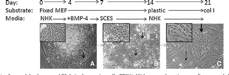 Figure 1 From Three Dimensional Epithelial Tissues Generated From Human