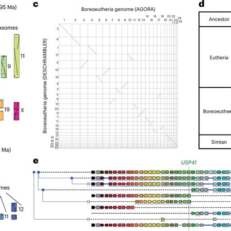 Agora Ancestral Genome Reconstructions Compared To Extant Genomes And