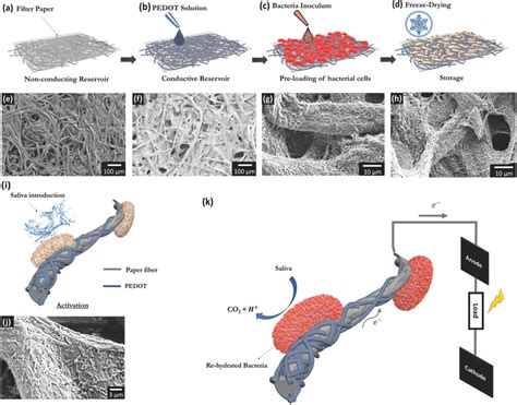 Ad Schematic Illustrations Of Fabrication Steps For The Download