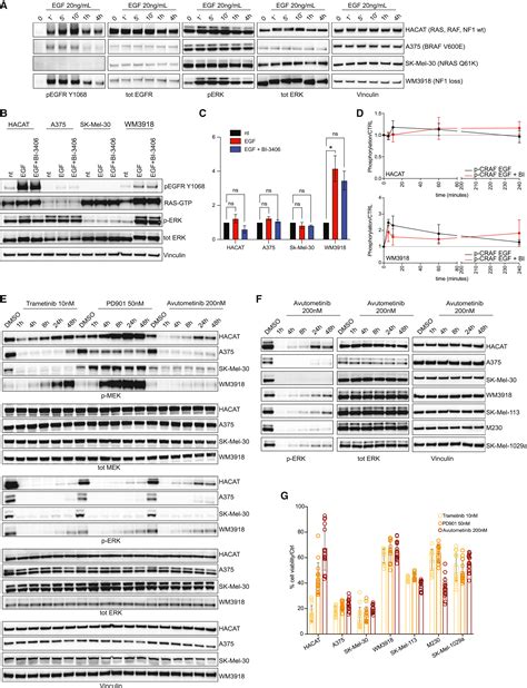 Concurrent Sos1 And Mek Suppression Inhibits Signaling And Growth Of