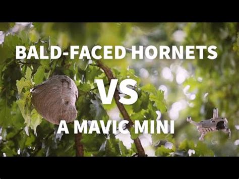 Bald Faced Hornets Vs A Mavic Mini Drone Youtube