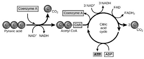 Schematic Representation Of Tca Cycle Also Named Citric Acid Cycle