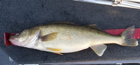 Fly Fishing For Walleye