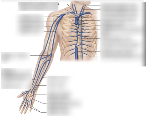 Aandp Ii Lab Practical 1 Diagram 12 Diagram Quizlet