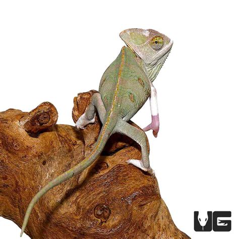 6 To 8 Inch Translucent Veiled Chameleon Underground Reptiles