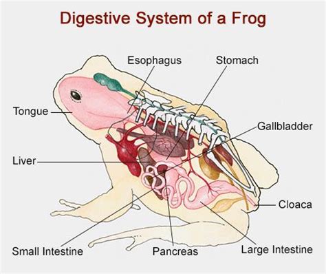Frog And Human Anatomy Comparison Ms Pearrows 7th Grade Science