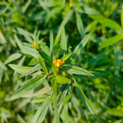 Dried Stylo Hamata Grass Seeds For Fodder Packaging Size 5kg At