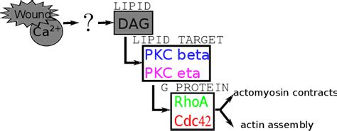 Figure 11 From Signalling In Single Cell Wound Healing Semantic Scholar