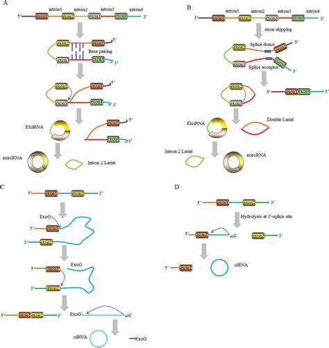 Biogenesis Of Circular Rnas Circrnas A Direct Backsplicing Flanking