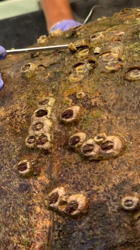 Una Tv World Blogs Why Marine Rescuers Remove Barnacles From Sea