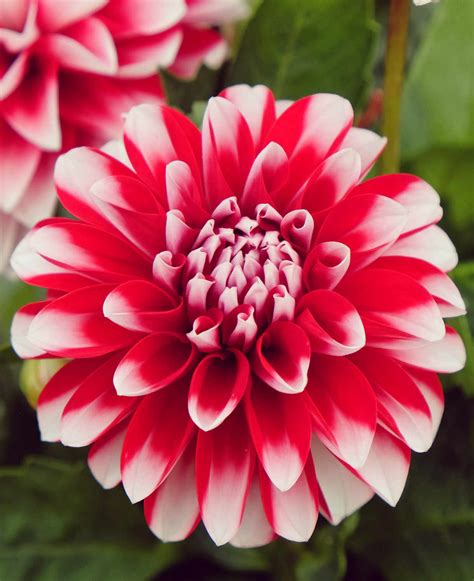 Dahlia Dalina Maxi Tampico Hayloft