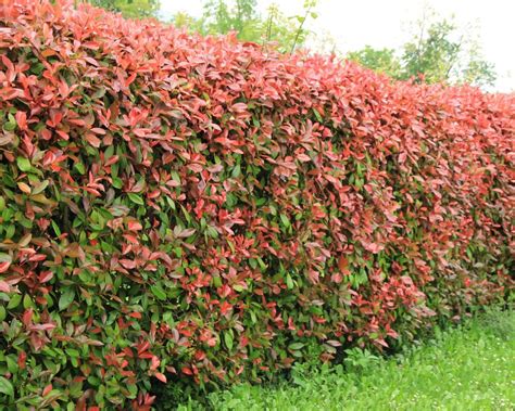 Haie qui pousse vite pour le vis à vis 5 arbustes à planter