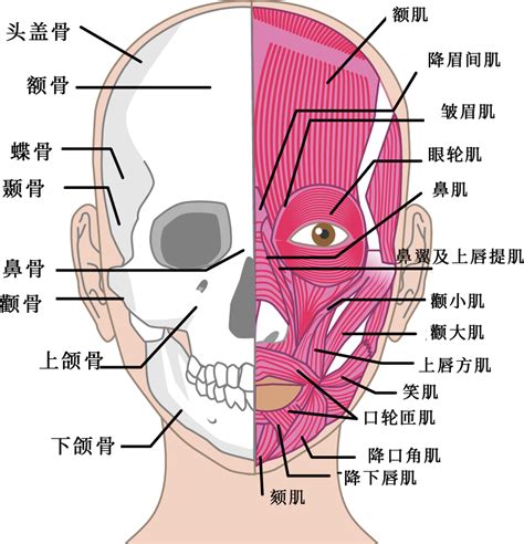 【人体结构图】人体解剖图 人体结构各部分位置和解剖示意图→maigoo知识