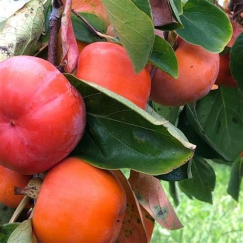 Muda De Caqui Fuiu Enxertado Adulto No Vaso Viveiro Cultura Ecológica