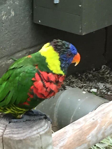 Premium Photo Close Up Of Multi Colored Wall