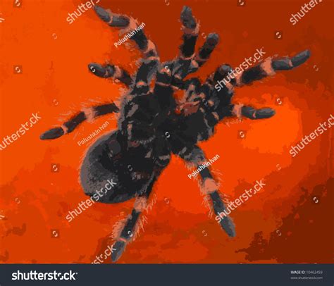 Spider Bottom View Stock Vector Royalty Free 10462459 Shutterstock