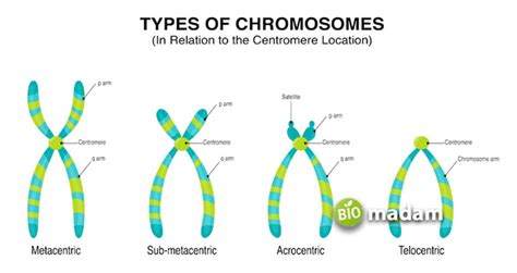 Different Types Of Chromosomes Biomadam