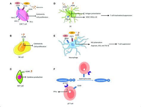 Adenosine Mediated Immunosuppression Of Immune Cells Expression Of